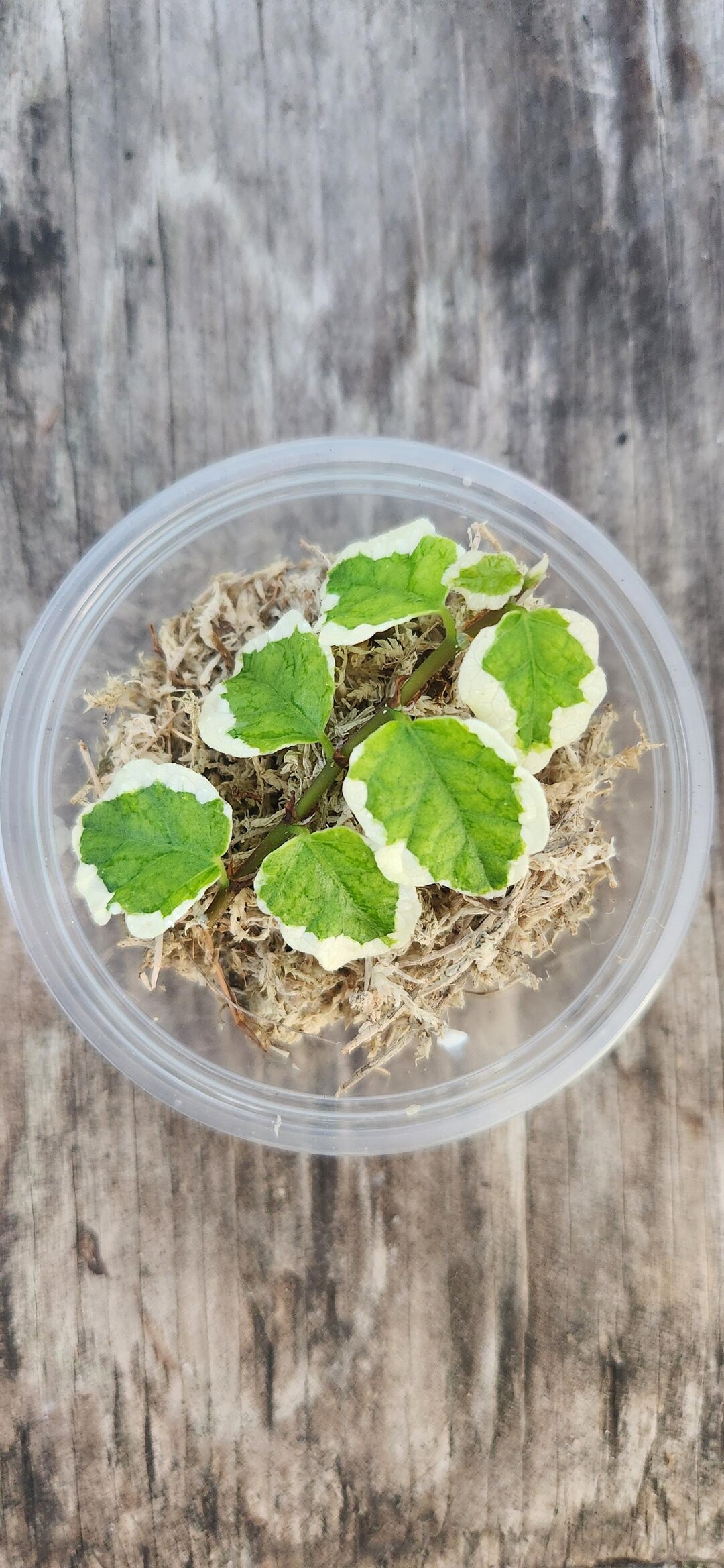 Ficus Variegated Creeping Fig Propagation Cup - Etsy