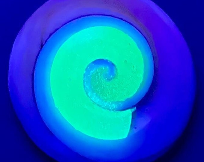 UV Reactive Shiva Shell - Etsy