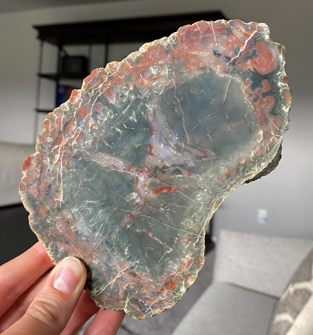 Dino Dung Coprolite Fossil - Etsy