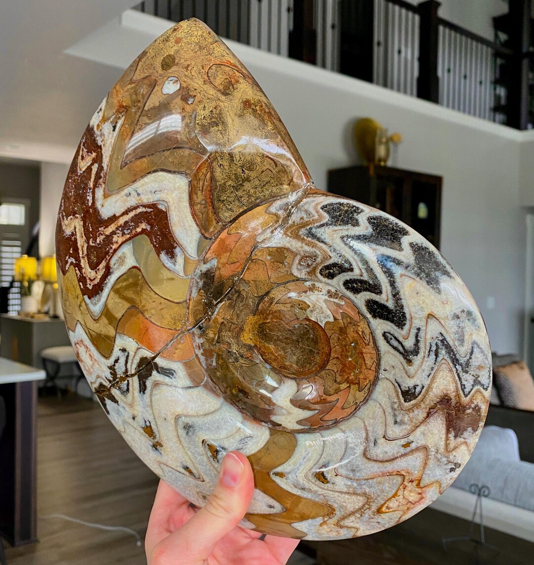 RARE Tindouf Basin Ammonite Fossil - Etsy