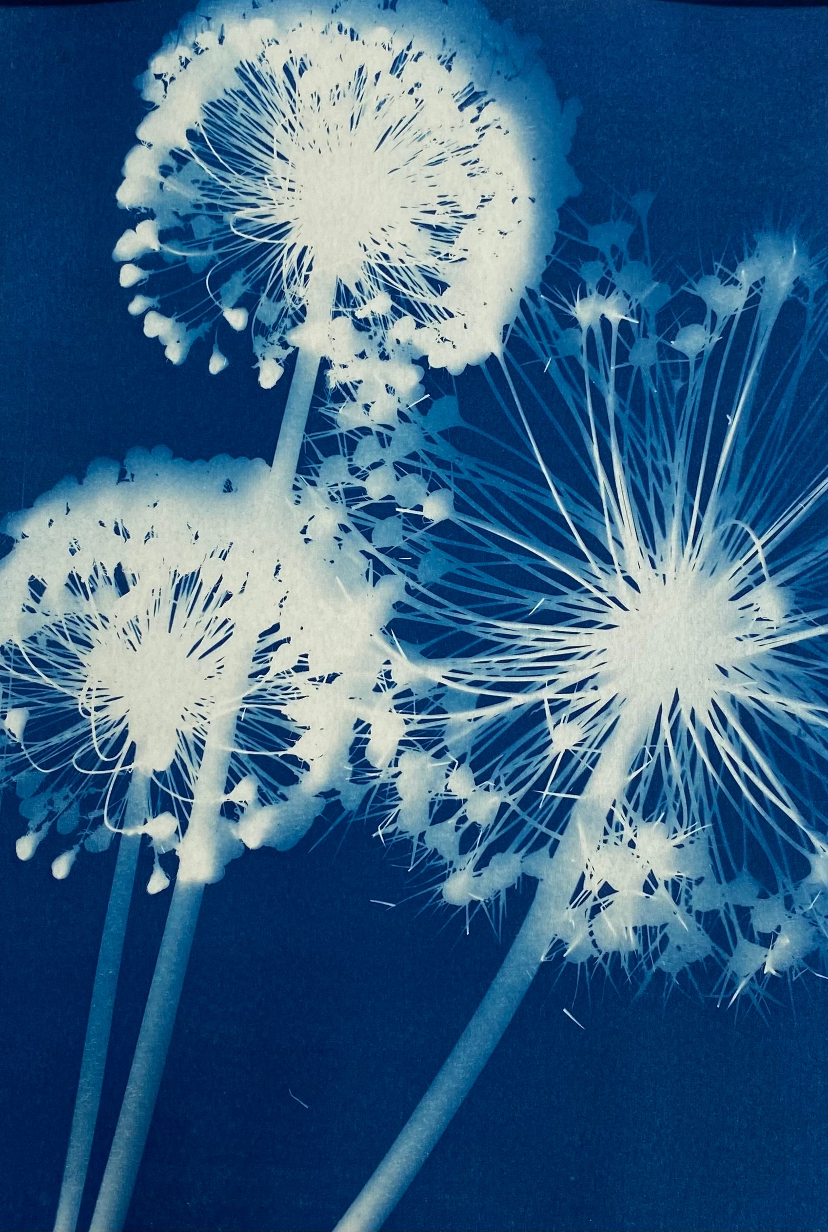 Collection of 4 Original Cyanotype Cards / Notelets - Etsy