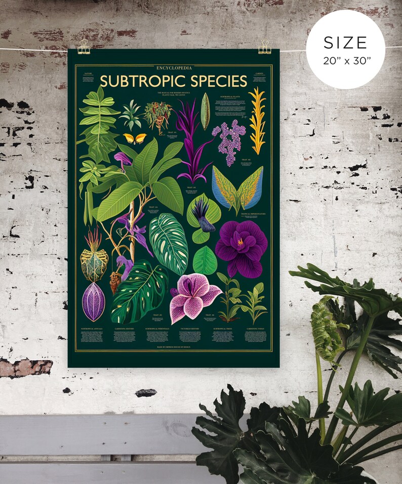 Subtropic Species Botanic Chart, English Botanical Chart, Rare ...