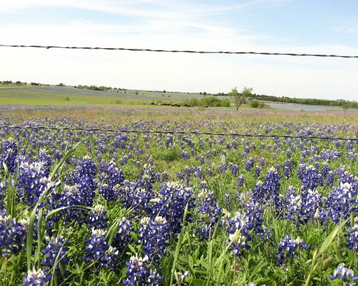 PRINTABLE Wall Art, Bluebonnets Wall Decor, Printable Texas Art, Texas ...