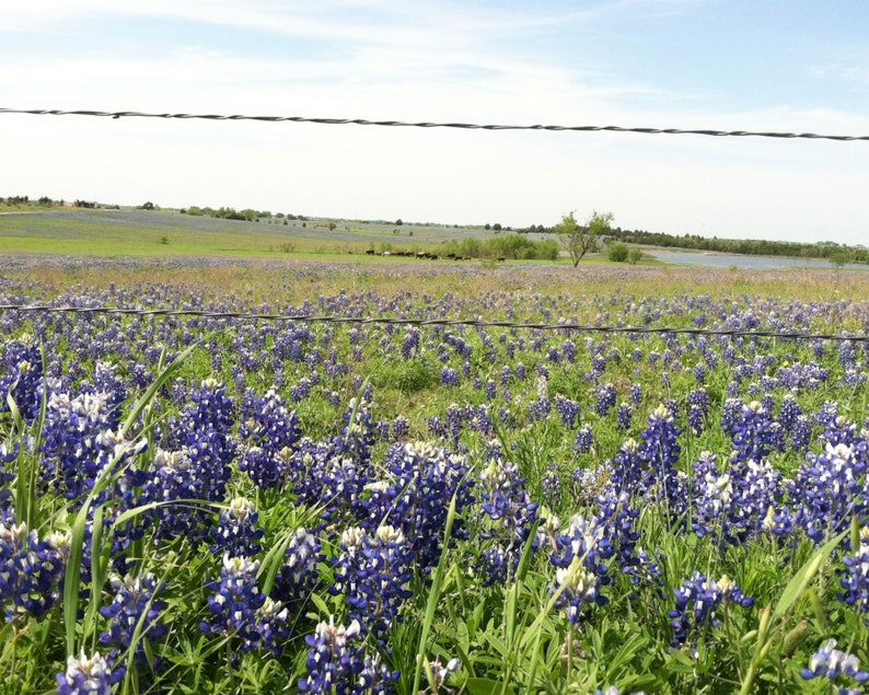 PRINTABLE Wall Art, Bluebonnets Wall Decor, Printable Texas Art, Texas ...