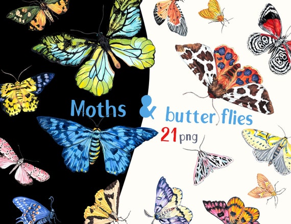 MOTHS and BUTTERFLIES Clip Art Png-summer Clipart Hand - Etsy