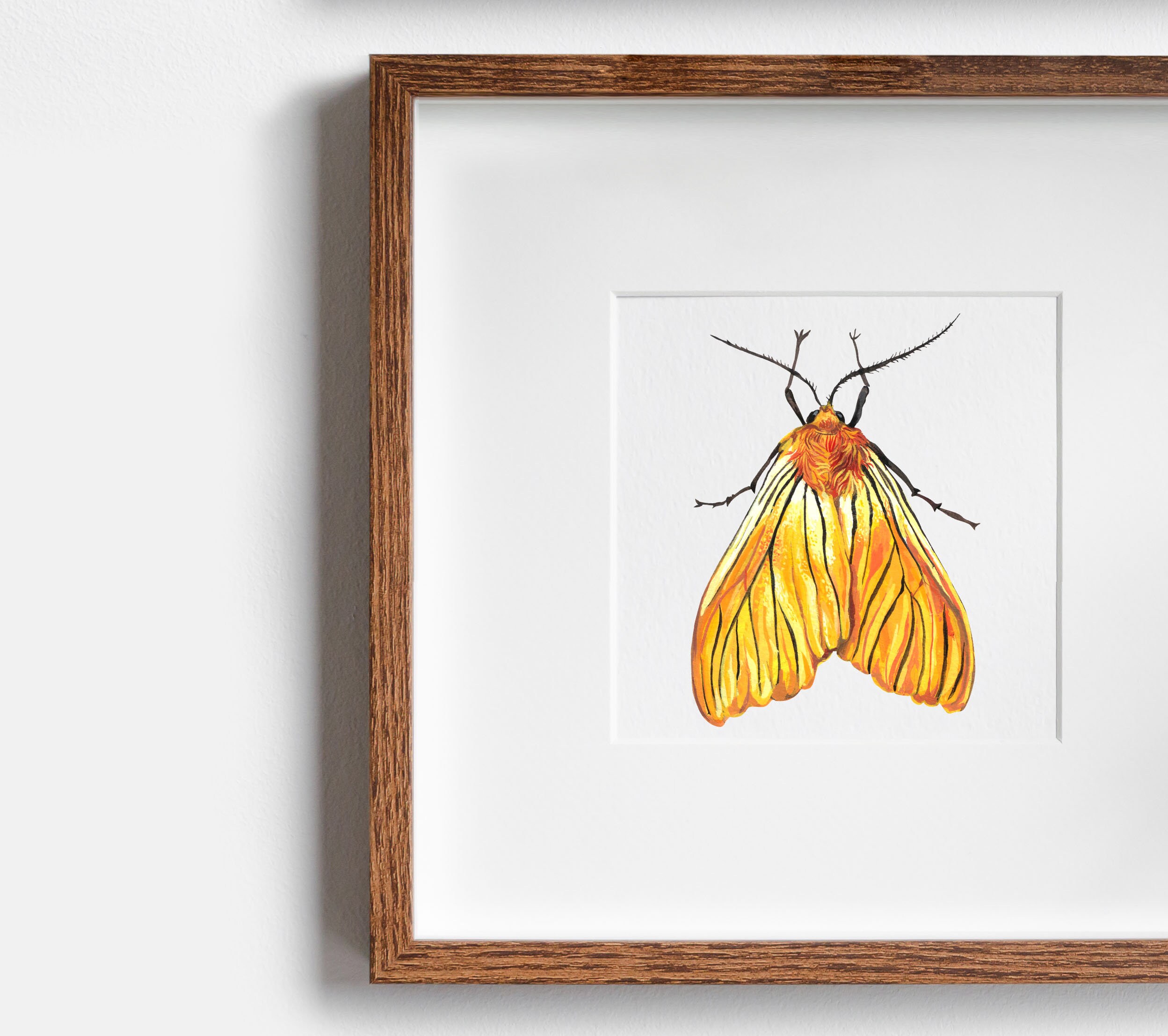 MOTHS and BUTTERFLIES Clip Art Png-summer Clipart Hand Painted Elements ...