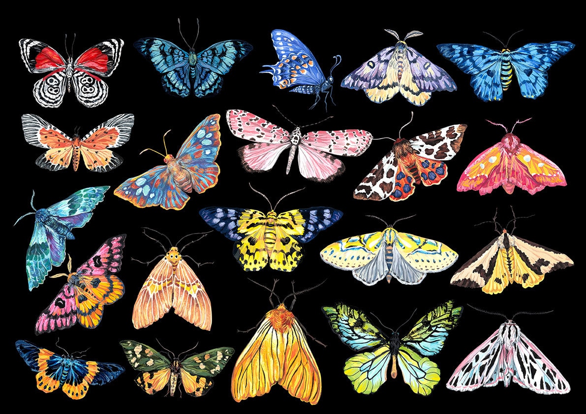 MOTHS and BUTTERFLIES Clip Art Png-summer Clipart Hand Painted Elements ...