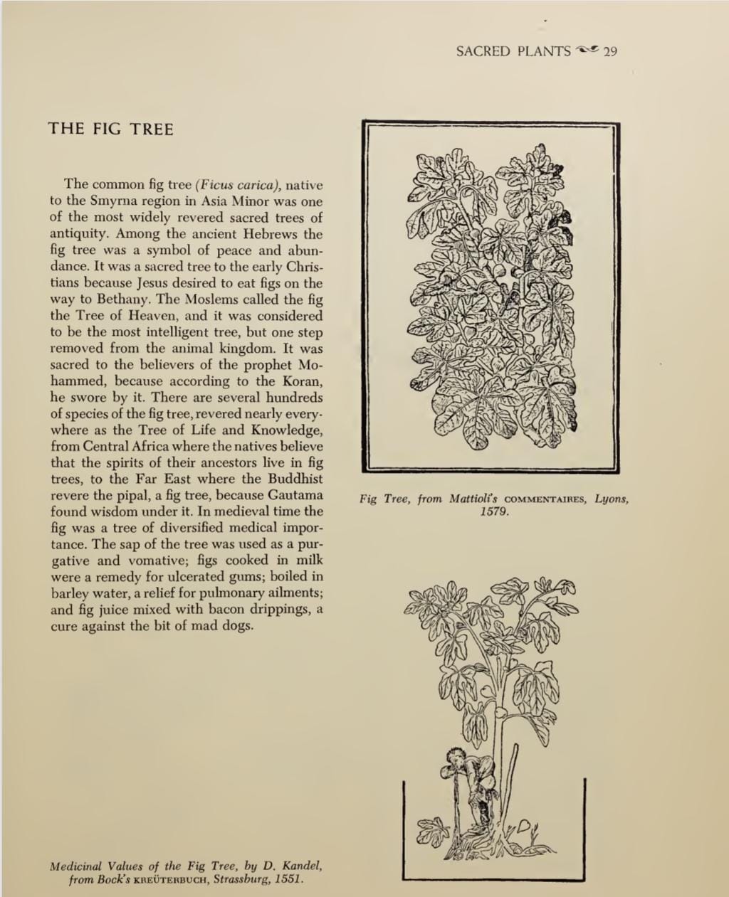 Folklore and Symbolism of Flowers, Plants, and Trees - Etsy