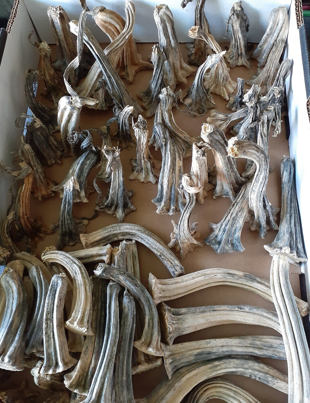 Naturally Dried Real Pumpkin Stems Nice Mix of Excellent Quailty 1.5 4. ...