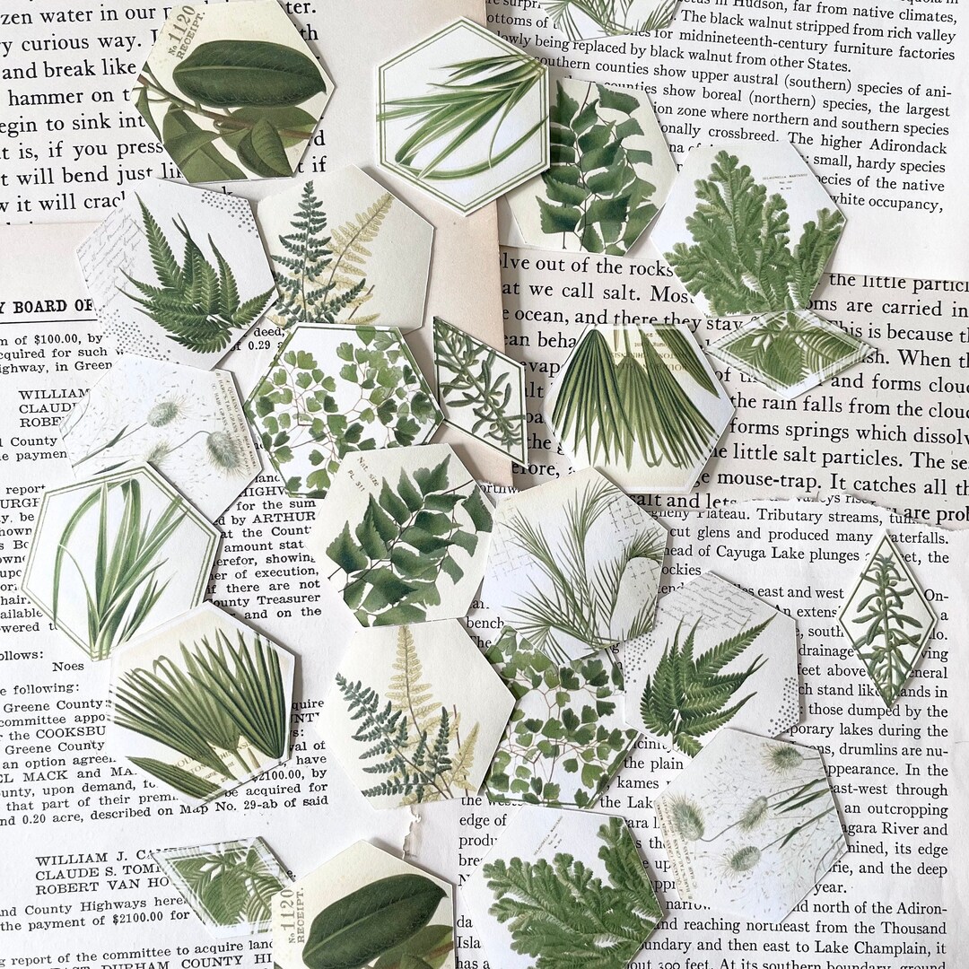 Hexagon Stickers - Vintage Plants | 12 Pieces | Cut Out | Vintage Book ...