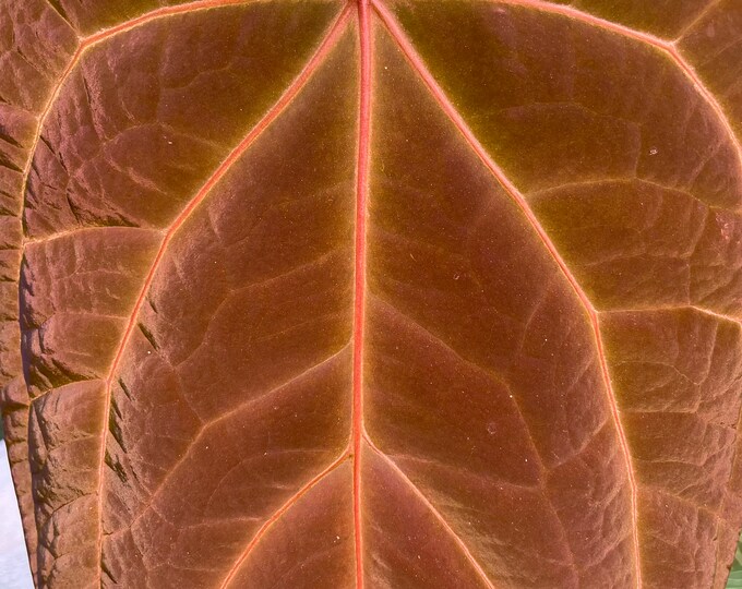 Anthurium “cinnamon Girl” (F2 Tezula Red Crystal X NSE Portilae #1 X #2 ...
