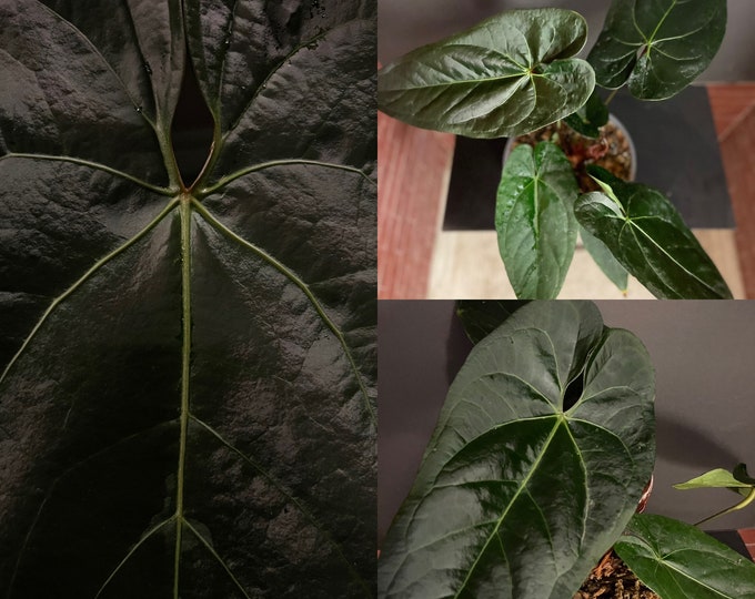 Ace of Spades X Sp.napo S C Hybrid Off-set Plant 1 - Etsy