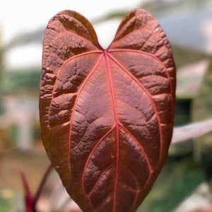 Anthurium cinnamon Girl F2 Tezula Red Crystal X NSE Portilae 1 X 2 ...