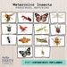 Watercolor Insect Matching Game: Preschool Printable (digital Download ...