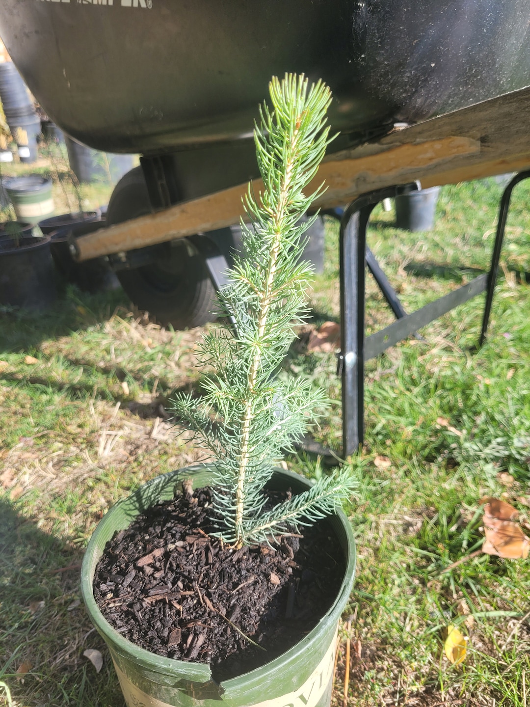 Blue Spruce Seedling - Etsy