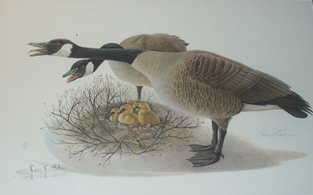 James Lumbers geese PROTECTING Their Nest LE Remarque pencil Sketch ...