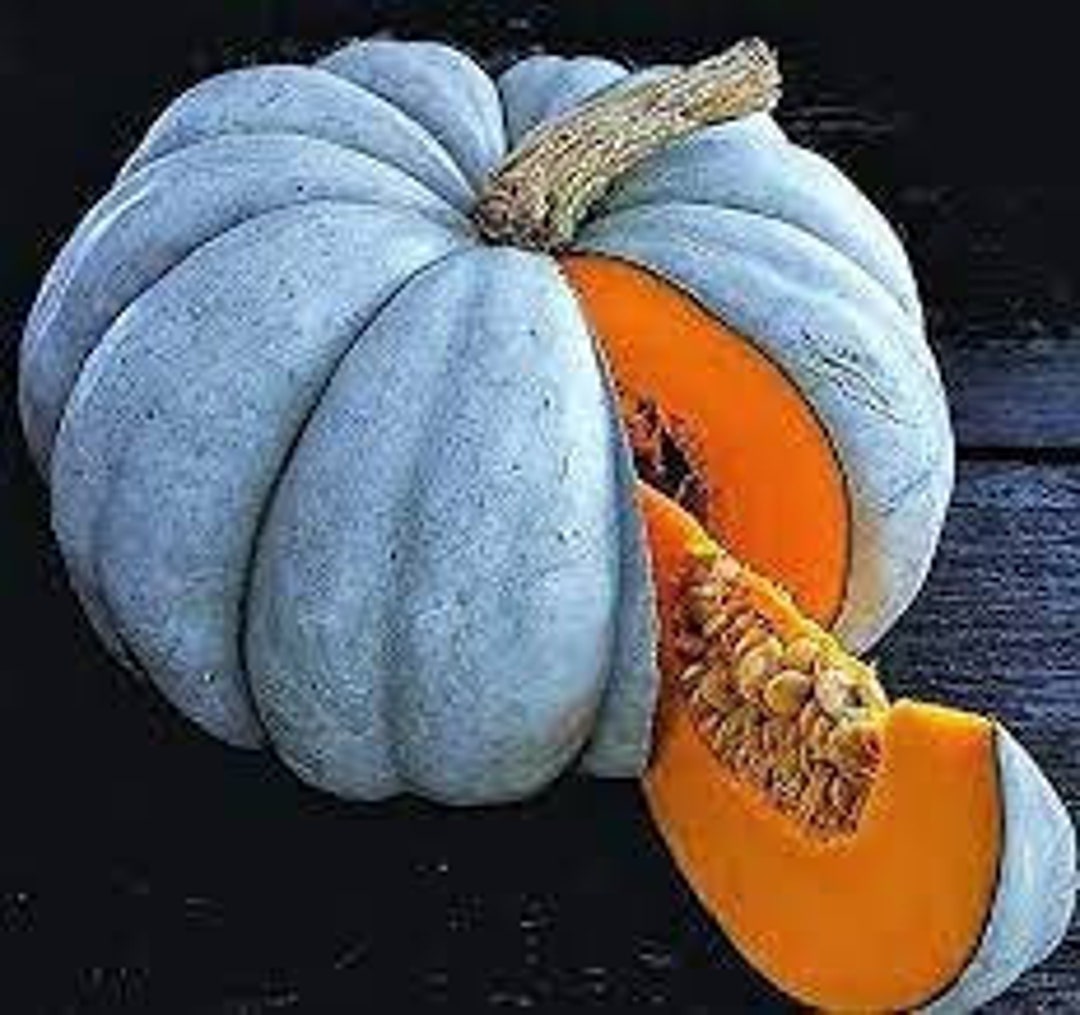 20 Blue Moon Seeds Blue Pumpkins Halloween Vegetable Gourd Organic Fall ...