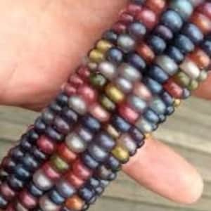 20+ Beautiful Glass Gem Corn Rare Colors Beautiful Organic Non Gmo ...