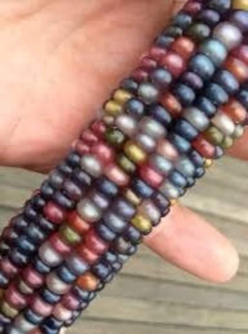 20+ Beautiful Glass Gem Corn Rare Colors Beautiful Organic Non Gmo ...