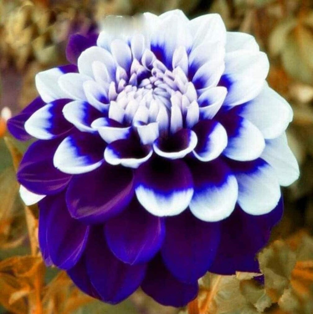 Rare Beautiful Purple Royal Dahlia Flowers Seeds 20 Colorful Lawn Plant ...