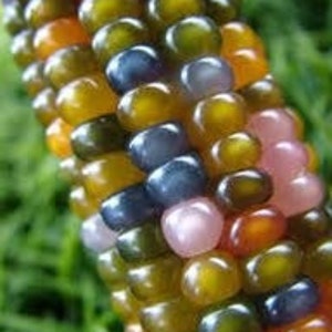 20+ Beautiful Glass Gem Corn Rare Colors Beautiful Organic Non Gmo ...