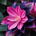20 Midnight Valentine Camilla Flower Balsam Seeds Beautiful Distinct ...