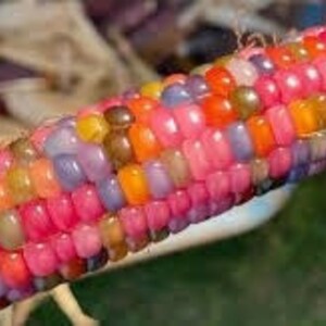 20+ Beautiful Glass Gem Corn Rare Colors Beautiful Organic Non Gmo ...