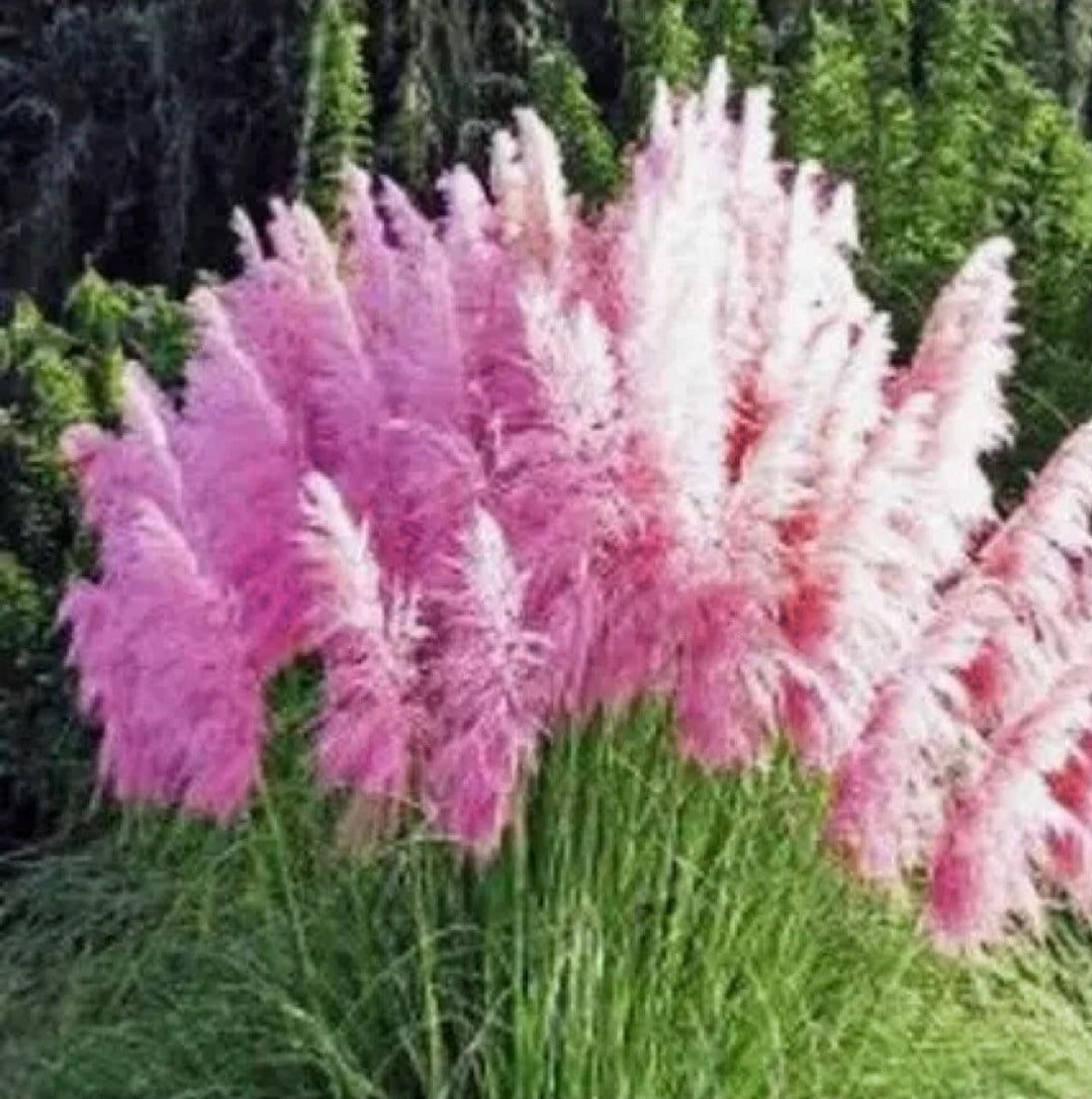 Pink Pampas Grass Seeds 200 Organic and Natural Grass Biofuel Green ...