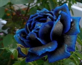 Midnight Garden Transfer - Etsy