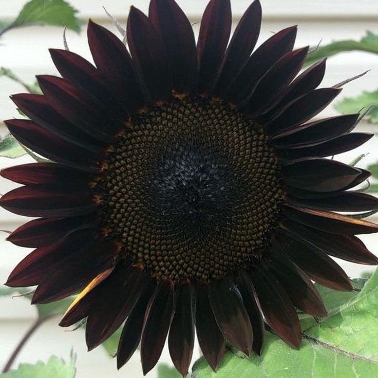 20 Black Beauty Sunflower Seeds Plants Garden Planting - Etsy