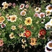 100+ Painted Mix Daisy Seeds | Colorful Rings Rainbow Paper Wild Flower ...