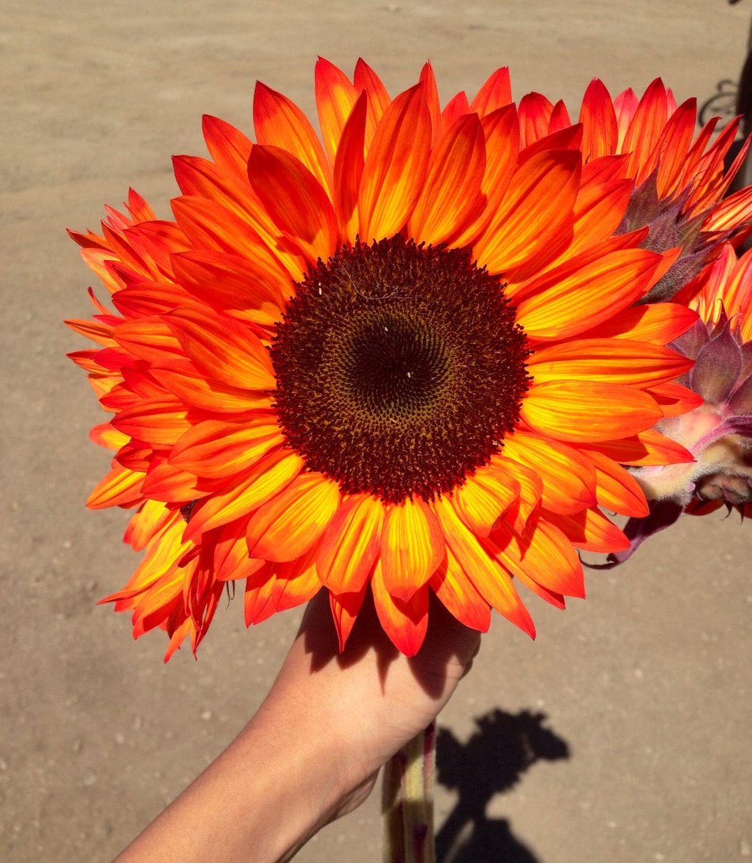 20 Orange Sunflower Seeds Plants Garden Plants Bonsai Rare Flower ...