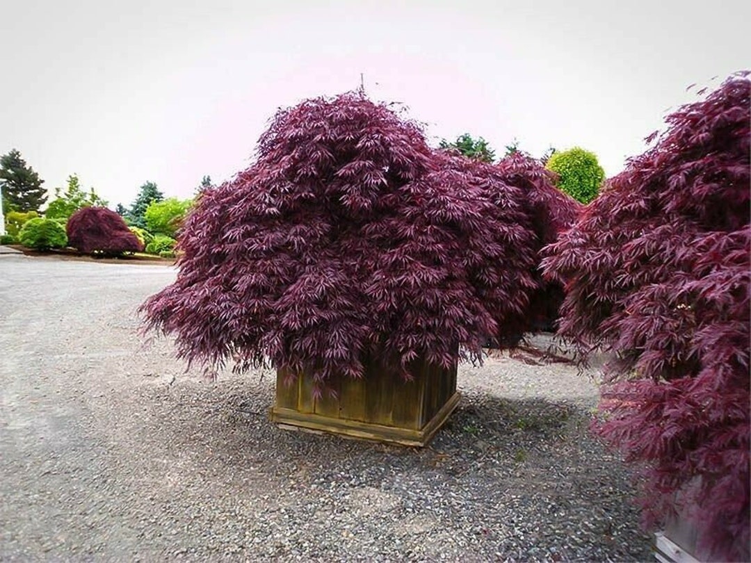 20 Purple Japanese Maple Tree Bonsai Seeds Heirloom Rare Colorful Lawn ...