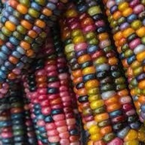 20+ Beautiful Glass Gem Corn Rare Colors Beautiful Organic Non Gmo ...