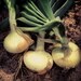 100 Vidalia Sweet Onion Seeds Organic Non-gmo Fall Garden - Etsy