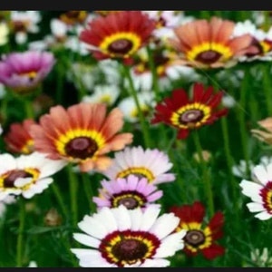 100+ Painted Mix Daisy Seeds | Colorful Rings Rainbow Paper Wild Flower ...