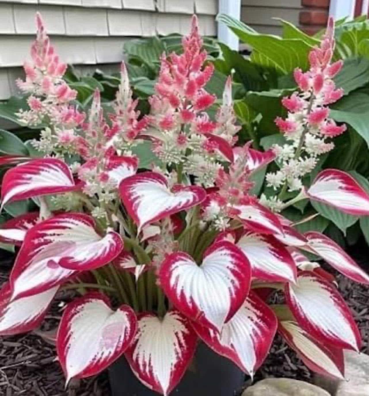 20 Hosta Seeds Rare Color White Pink Green Flower Plant Lawn - Etsy