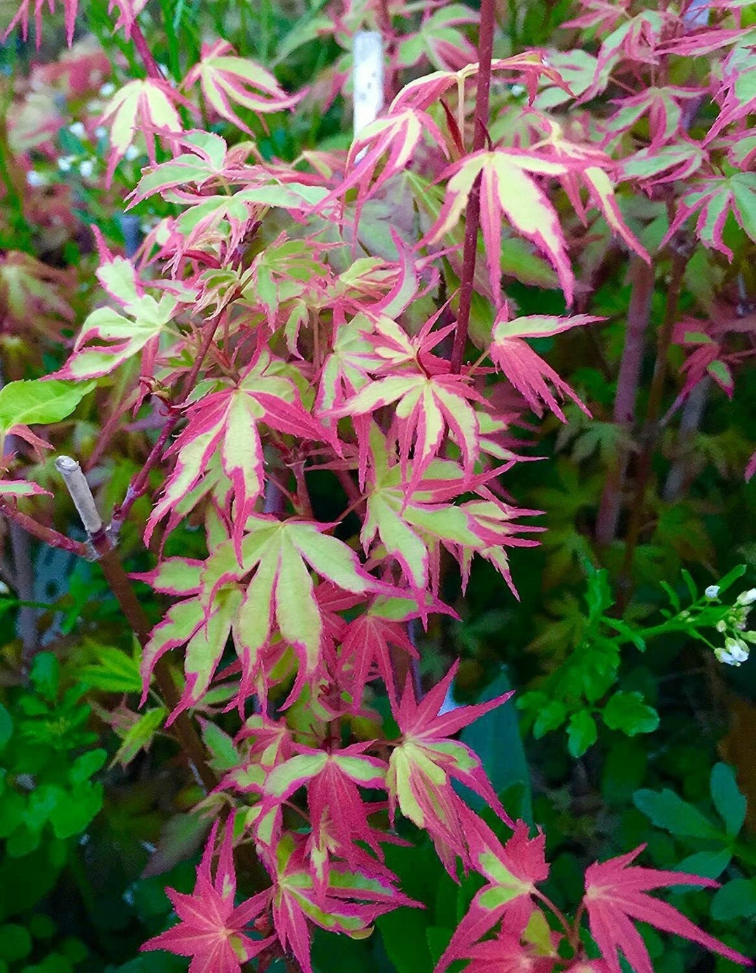 20 Purple Green Japanese Maple Tree Bonsai Seeds Heirloom Rare Colorful ...