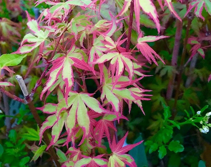20 Purple Green Japanese Maple Tree Bonsai Seeds Heirloom Rare Colorful ...