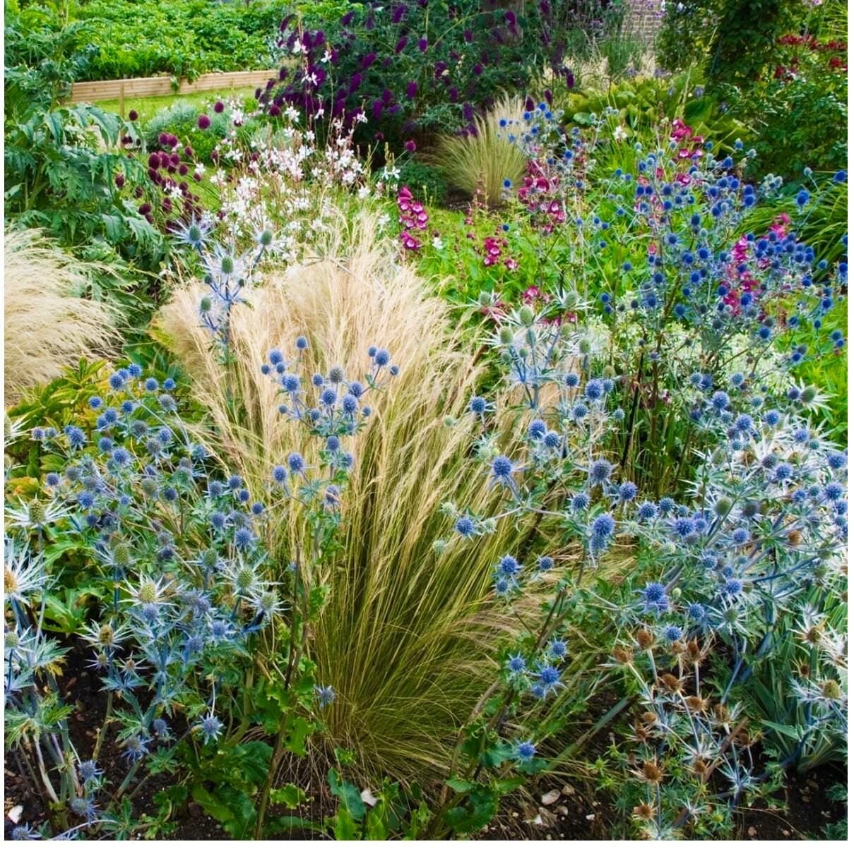 20 Flax Blue Sea Holly Dormant Seeds for Spring Summer Blue Colorful ...