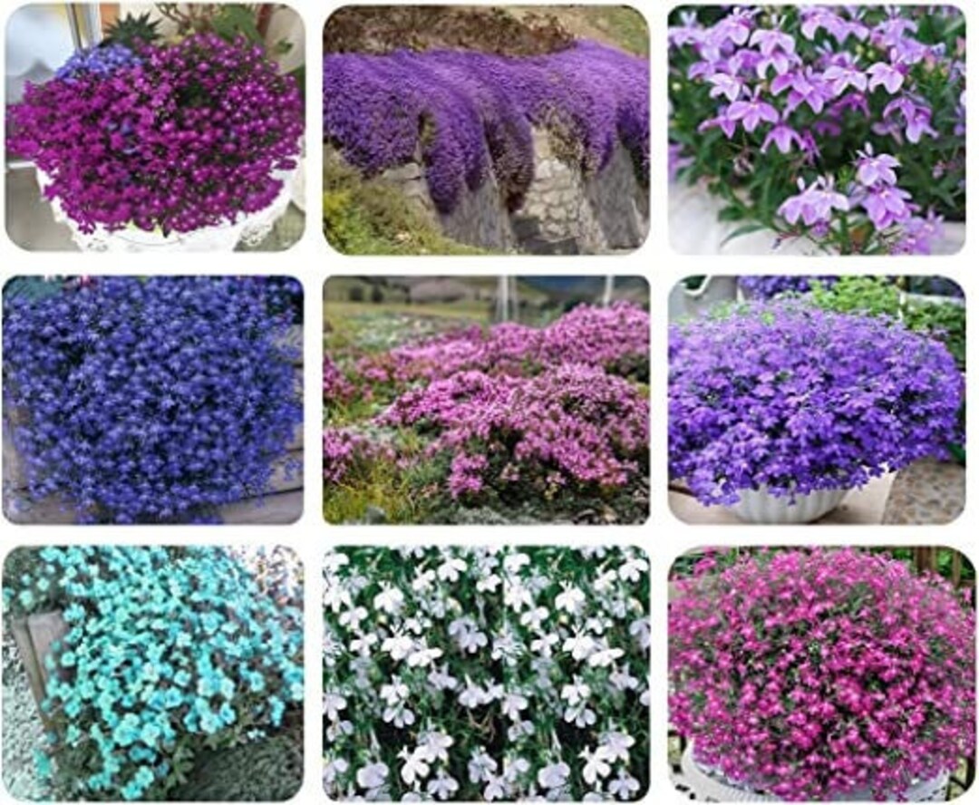 20+ Seeds Creeping Thyme Thymus Serpyllum Heirloom, Ground Cover Plants ...