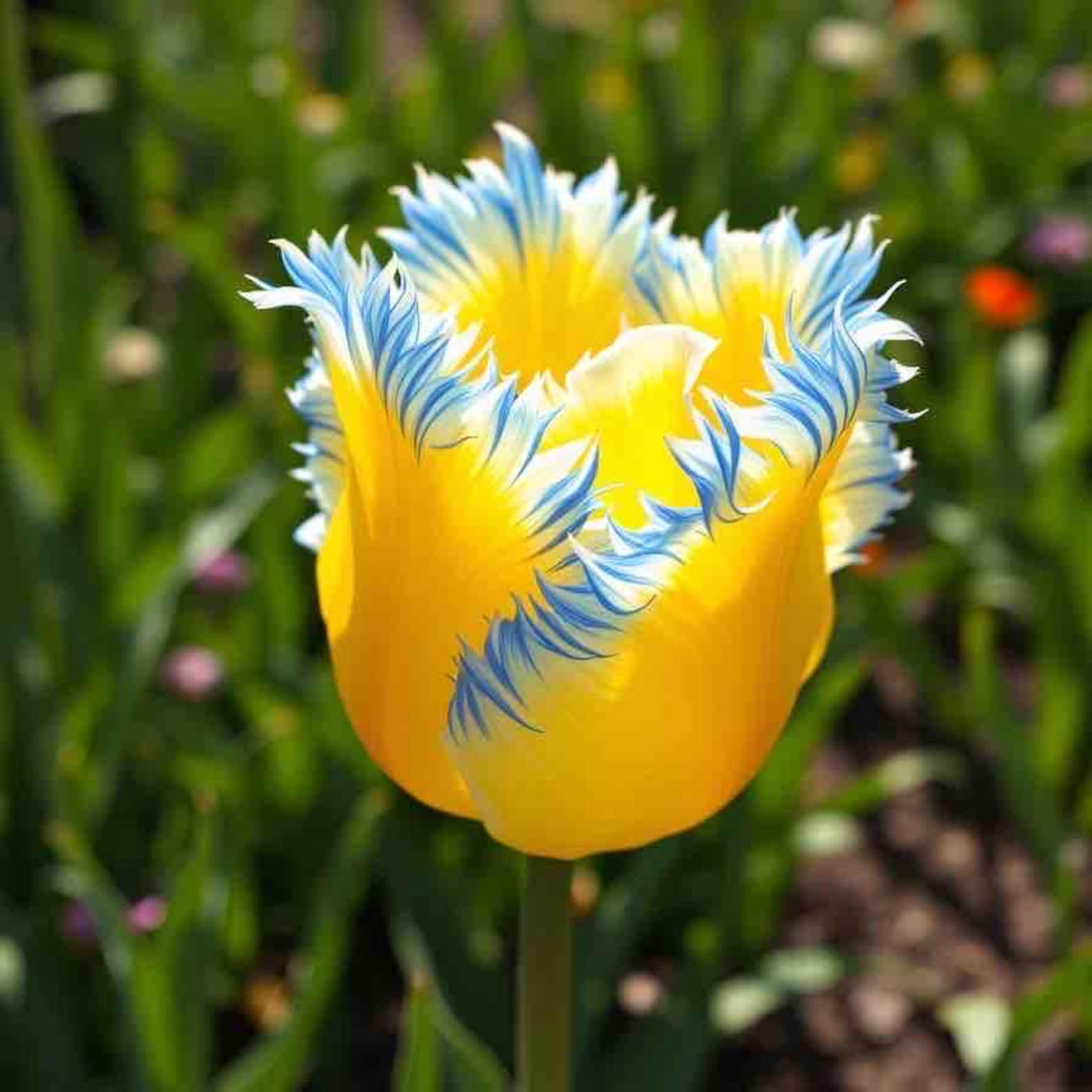 1 FLAME Frilled Tulip Bulb Beautiful Distinct Colors Fall Winter ...