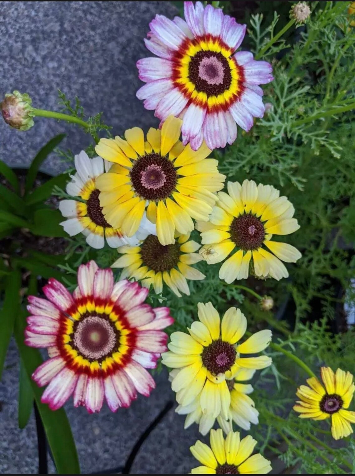 100+ Painted Mix Daisy Seeds | Colorful Rings Rainbow Paper Wild Flower ...