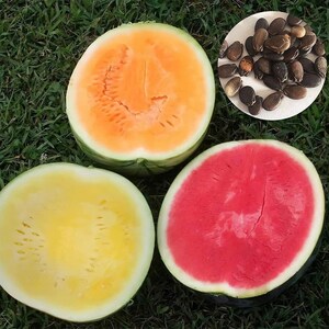 Juicy Red Watermelon Glow 20 Seeds Sweet Juicy Rare Organic Odd ...