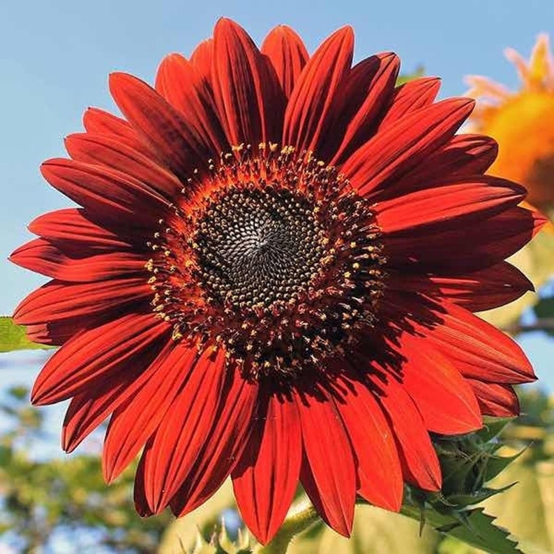 Red Sunflowers Rare Velvet 20 Seeds Organic Plants Garden Colorful - Etsy