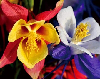 20 Blue Window Daisy Flowers Garden Flower Seeds for Spring Summer Gmo ...