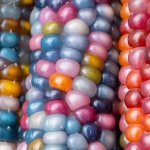 20+ Beautiful Glass Gem Corn Rare Colors Beautiful Organic Non Gmo ...