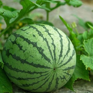 Juicy Red Watermelon Glow 20 Seeds Sweet Juicy Rare Organic Odd ...