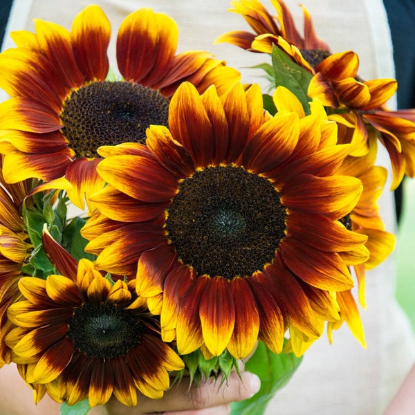 Rare Sunflower Seeds - Etsy