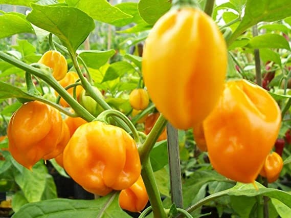 20 One of the World's Hottest Pepper Scotch Bonnet Hot Pepper GMO ...